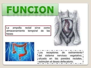 Sistema digestivo, hígado y páncreas. | PPT