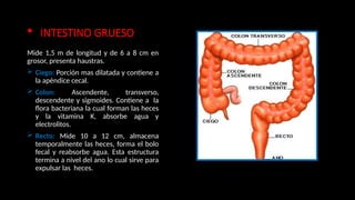 Sistema digestivo partes y sus funciones (1).pptx