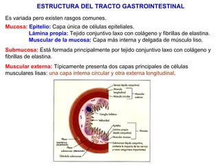 Sistema digestivo | PDF