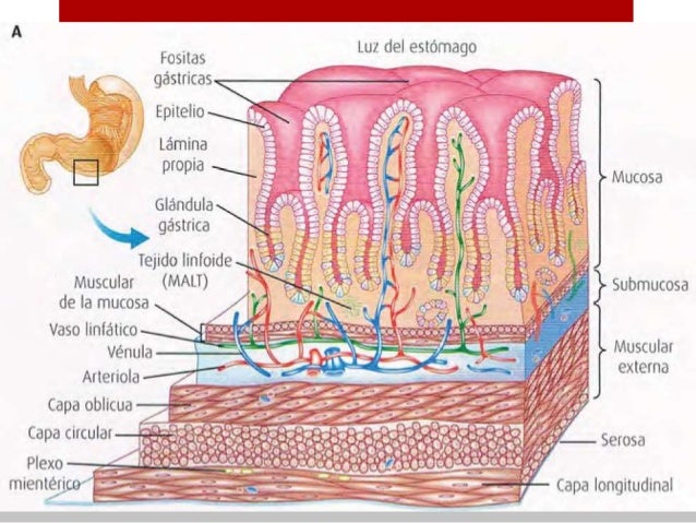 Sistema Digestivo 2