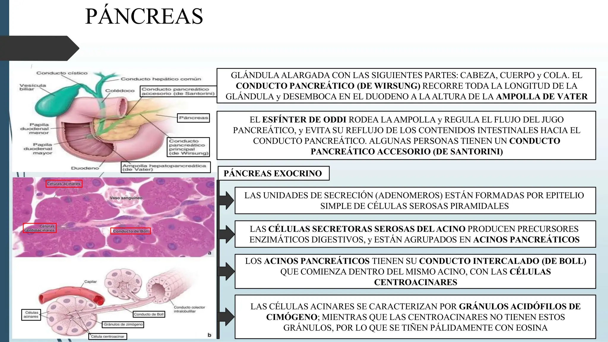 SISTEMA DIGESTIVO 3 referente al higado, pancreas y vesicular biliar | PPTX