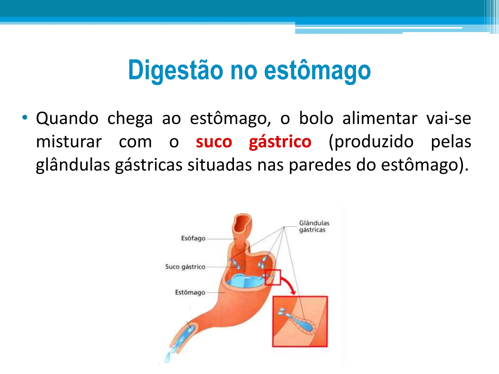 Sistema Digestivo (6º Ano).pptx