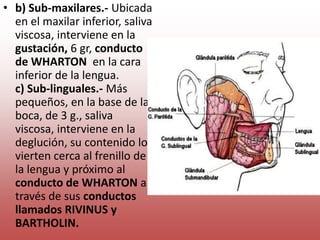 Sistema digestivoanibal | PPTX