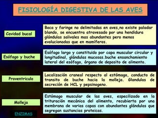 Sistema digestivo aves | PDF