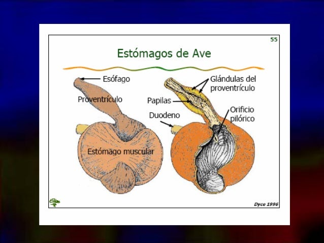 Aprende Todo lo Referente Sobre el Sistema Digestivo de las Aves