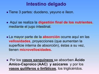 Sistema Digestivo CEPA2014 | PPSX | Ear, Nose and Throat Conditions ...