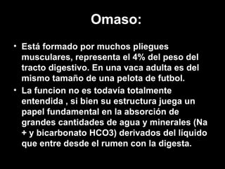 SISTEMA DIGESTIVO BOVINO - Producción de animales- | PPTX