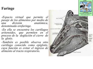 Sistema digestivo cavidad oral y cuello de animales mayores | PPTX