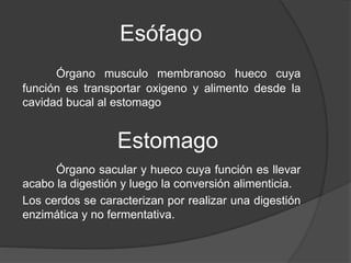 Sistema digestivo cerdos | PPTX