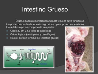 Sistema digestivo cerdos | PPTX