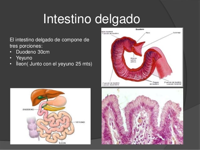 Sistema digestivo cerdos