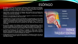 SISTEMA DIGESTIVO CLASE 5 (1).pptx