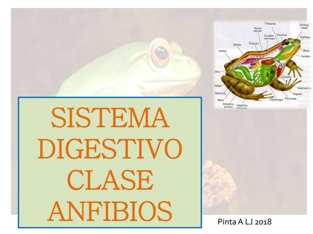 Sistema digestivo de la clase anfibios por Lyly Pinta | PPTX