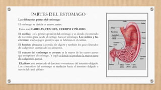 Sistema Digestivo | PPTX