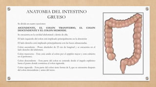 Sistema Digestivo | PPTX