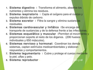 Sistemadigestivodeireneo 130329091908-phpapp02 | PPT