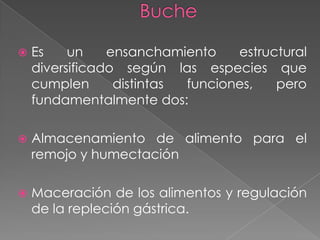 Sistema digestivo de las aves | PPTX