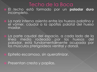 Sistema digestivo de las aves | PPTX