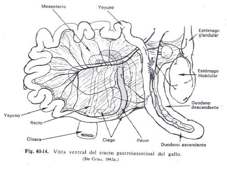 Sistema digestivo de las aves