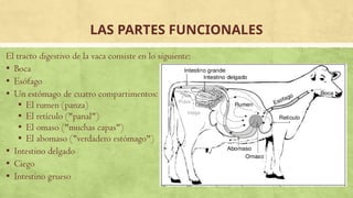 SISTEMA DIGESTIVO DE LA VACA.pptx sus 4 estomagos | PPTX