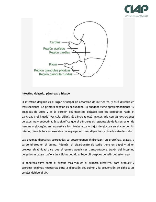 Sistema digestivo del cerdo anatomia y funciones.pdf