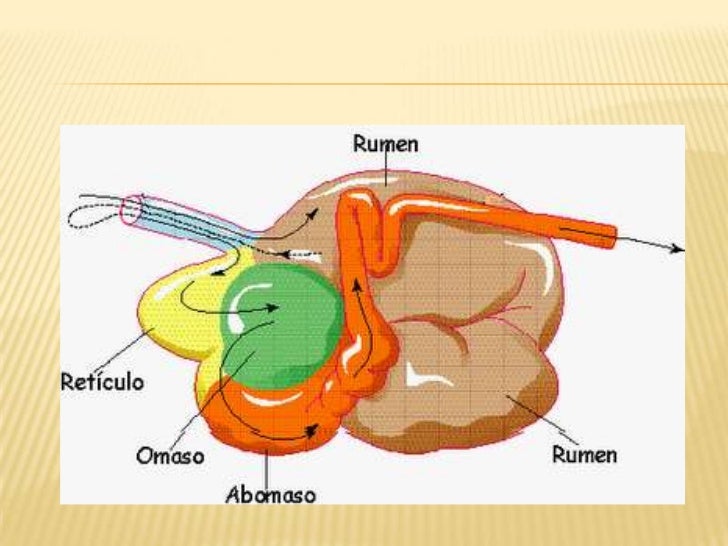 Sistema digestivo de los rumiantes