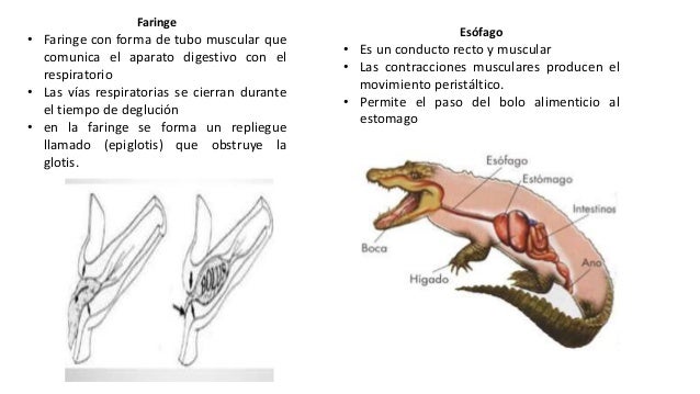 Sistema digestivo de reptiles