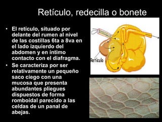Sistema digestivo de rumiante | PPTX
