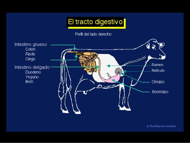 Sistema digestivo de rumiante