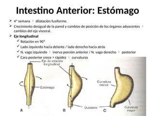 SISTEMA DIGESTIVO EMBRIOLOGIA DRA CASTRO.pptx