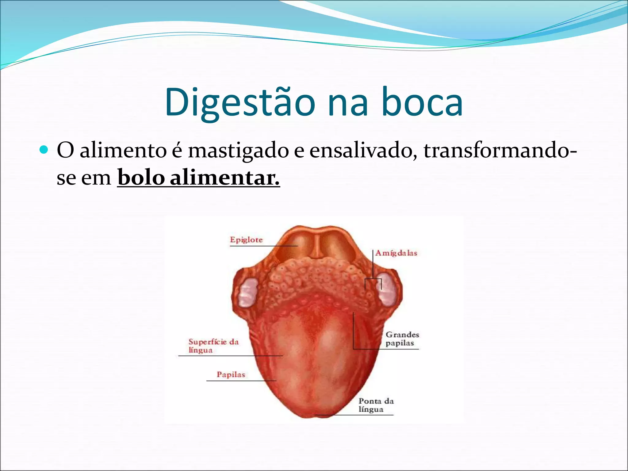 Sistema digestivo e digestão | PPT