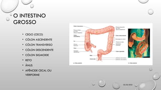 Sistema Digestivo e Glândulas Anexas | PPTX