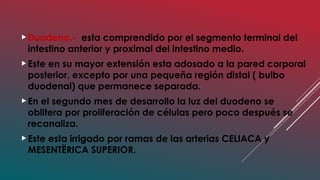 SISTEMA DIGESTIVO formación y características en la vida embtionaria | PPTX