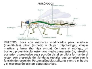 Sistema digestivo en animales | PPT