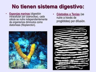 SISTEMA DIGESTIVO EN ANIMALES TEORIA.ppt