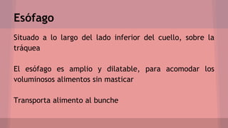 Sistema digestivo en aves | PPTX