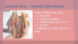 Sistema digestivo en aves | PPTX