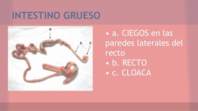 Sistema digestivo en aves