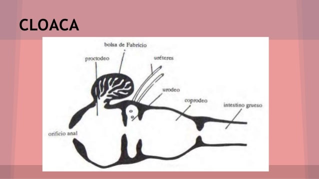 Sistema digestivo en aves