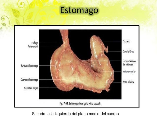 Sistema digestivo en felino