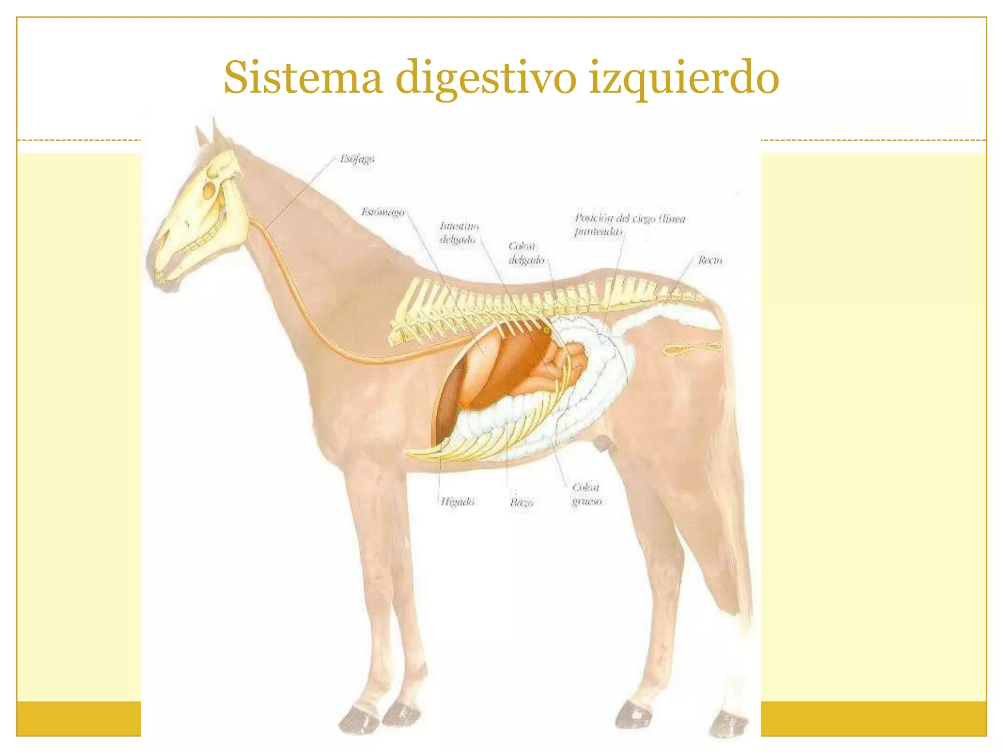 Sistema digestivo equinos | PPTX
