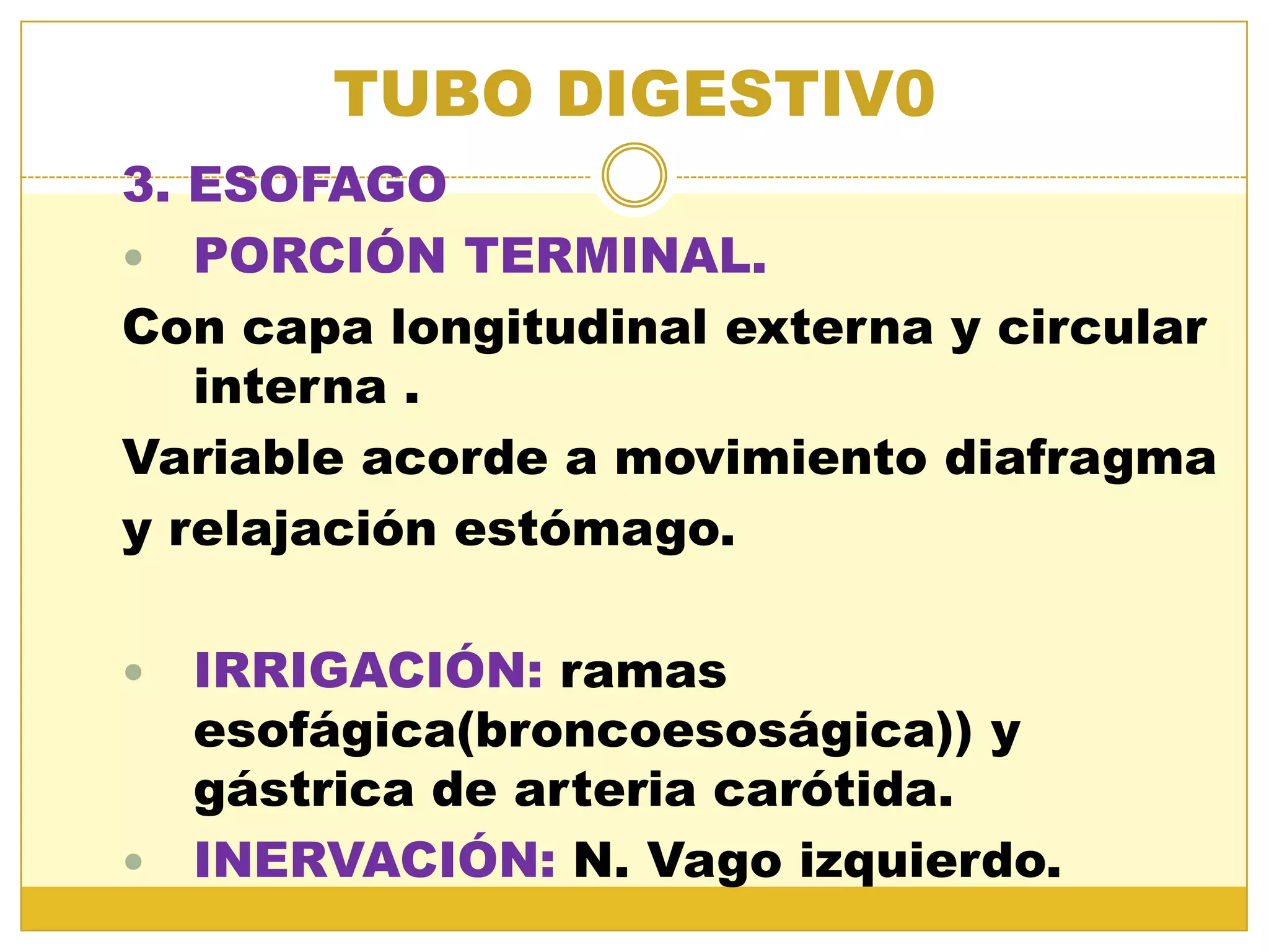Sistema digestivo equinos | PPTX