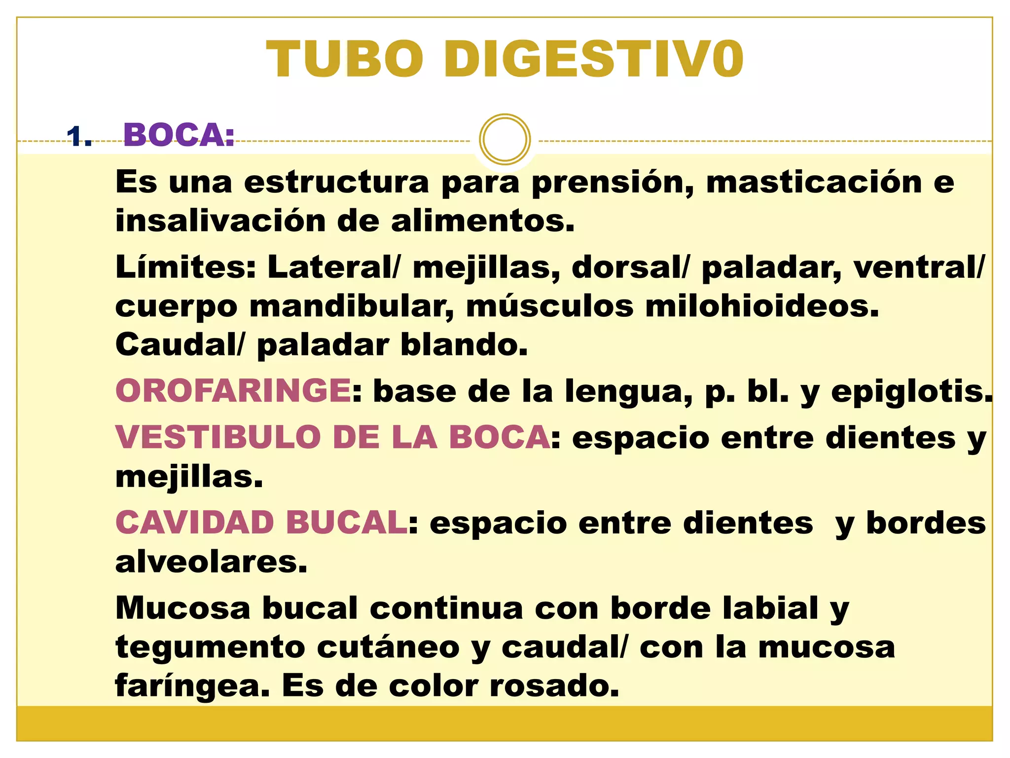 Sistema digestivo equinos | PPTX