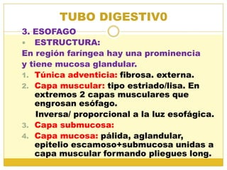 Sistema digestivo equinos | PPTX