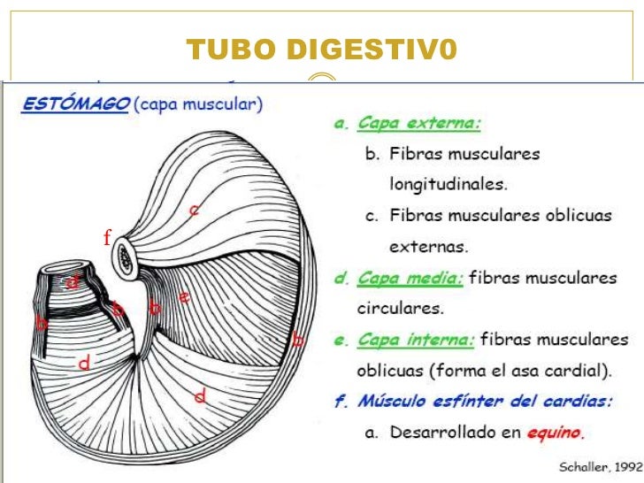 Sistema digestivo equinos
