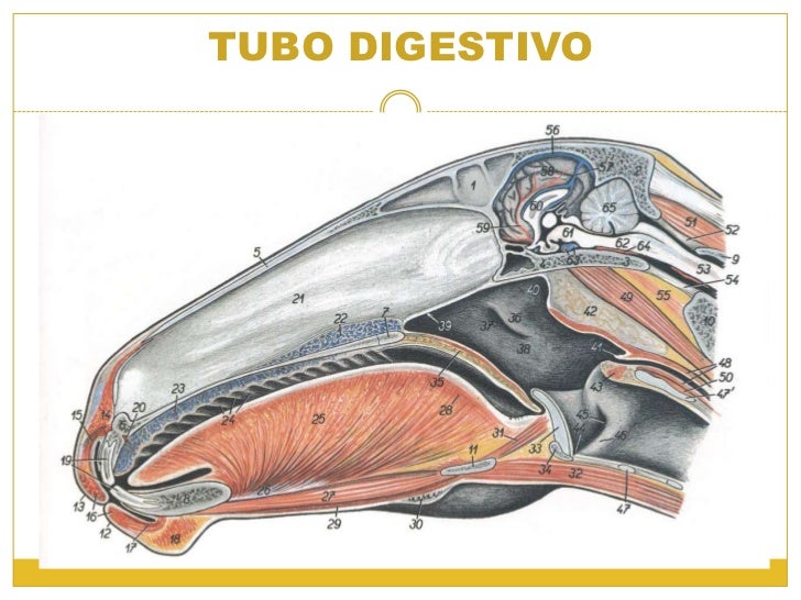 Sistema digestivo equinos