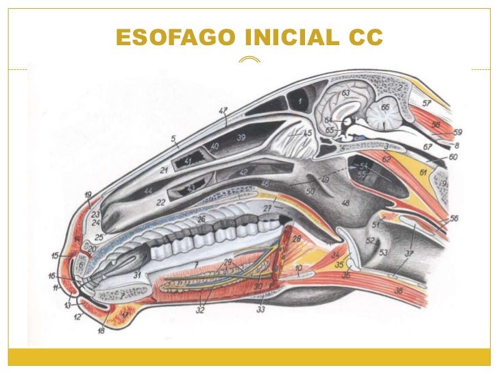 Sistema digestivo equinos