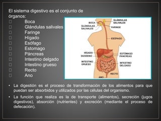 Sistema digestivo expo | PPTX