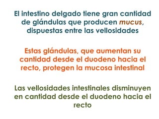 Sistema digestivo Anatomia y fisiologia | PPTX