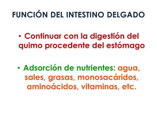 Sistema digestivo Anatomia y fisiologia | PPTX